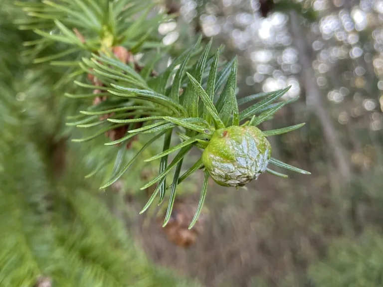 Cunninghamia lanceolata | Brookgreen